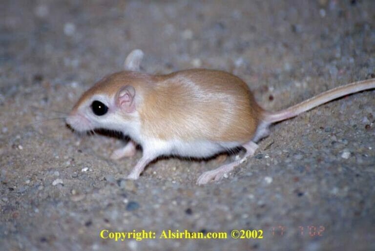 Cheesman’s Gerbil – موقع السرحان