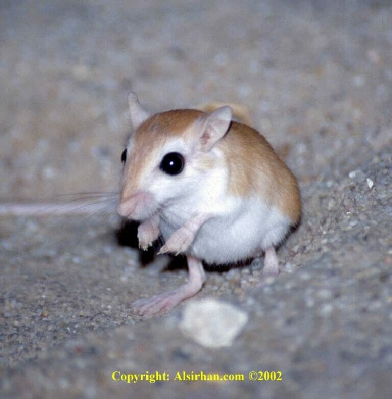 Cheesman’s Gerbil – موقع السرحان