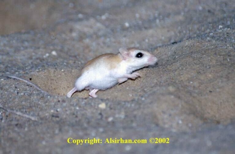 Cheesman’s Gerbil – موقع السرحان