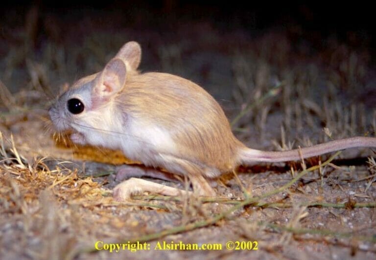 Lesser Jerboa – موقع السرحان