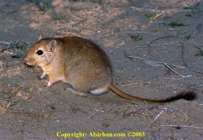 Libyan Jird – موقع السرحان