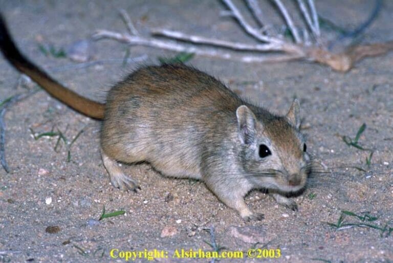 Libyan Jird – موقع السرحان