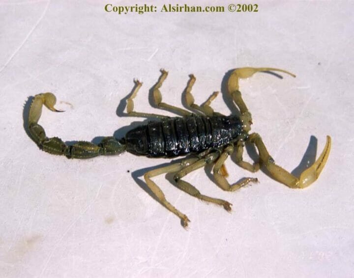 Wildlife Of Kuwait – موقع السرحان