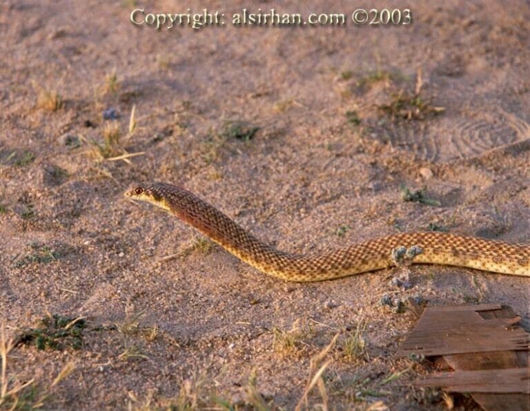 Wildlife Of Kuwait – موقع السرحان