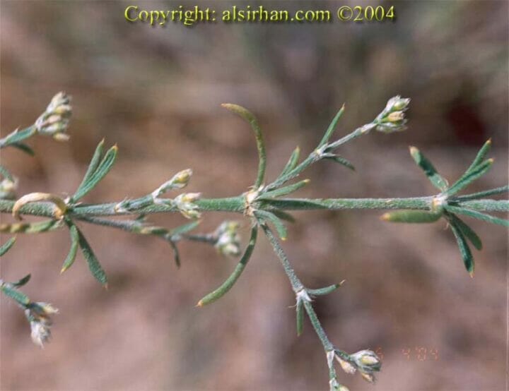 نباتات الكويت ١ – موقع السرحان