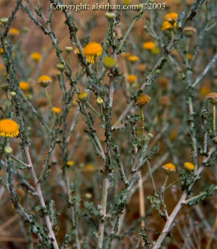 الجثجاث – موقع السرحان